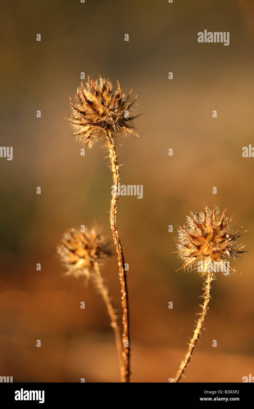 Trio of plant seed heads Stock Photo - Alamy