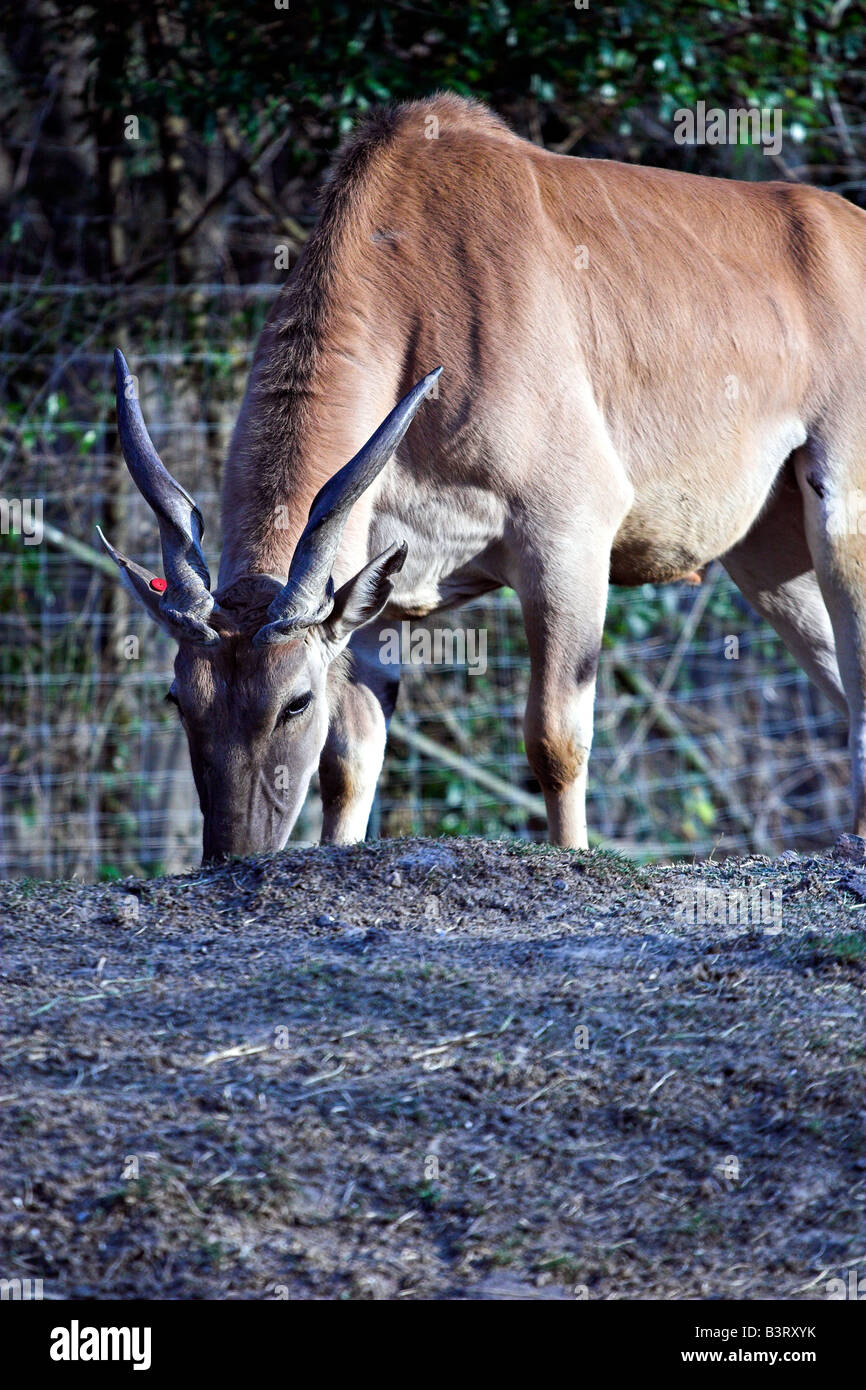 An impala grazes on the 'savanna' at the New Orleans Audubon Zoo Stock ...