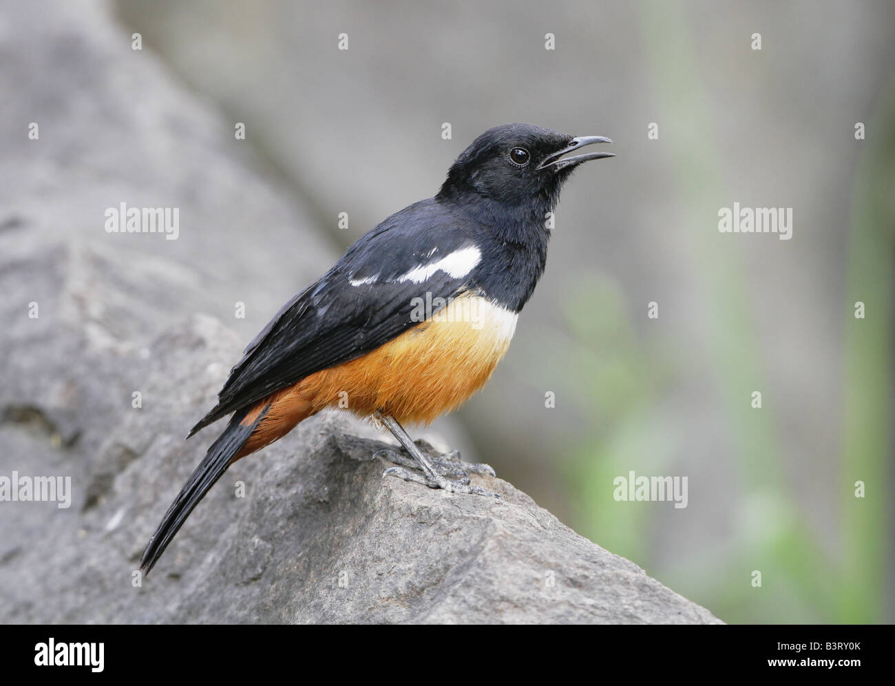 Mocking Cliff Chat on Rock Stock Photo - Alamy