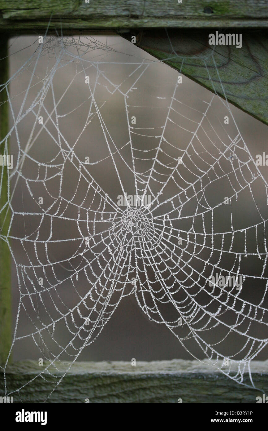 Spider web gate hi-res stock photography and images - Alamy