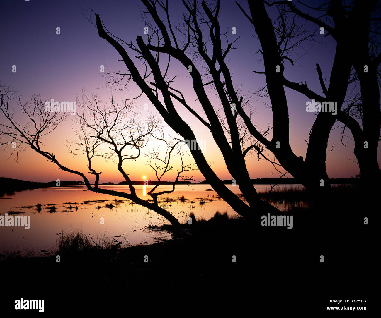 Black willow tree hi-res stock photography and images - Alamy