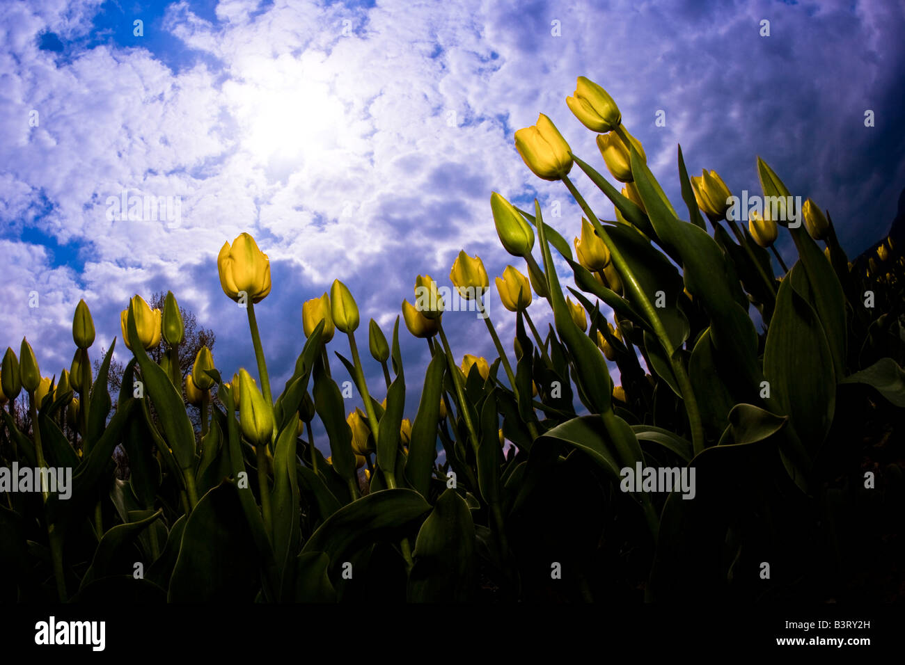Tulips and sky Stock Photo - Alamy