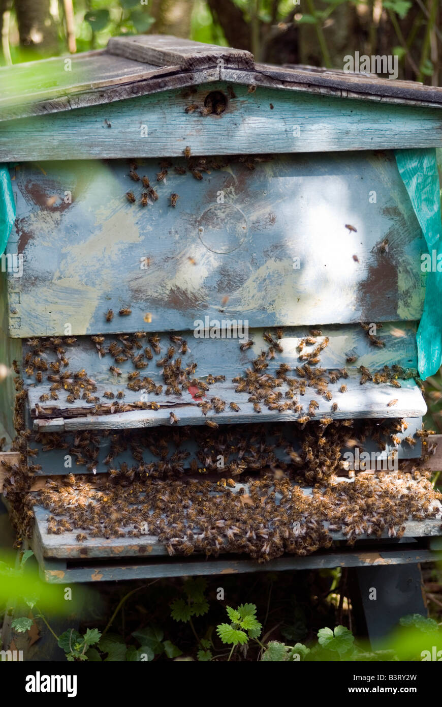Lots of honey bees hi-res stock photography and images - Alamy