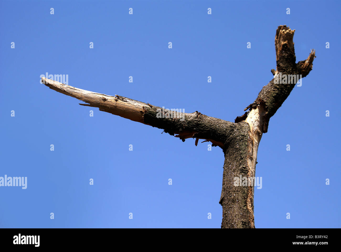 A branch of a tree Stock Photo - Alamy