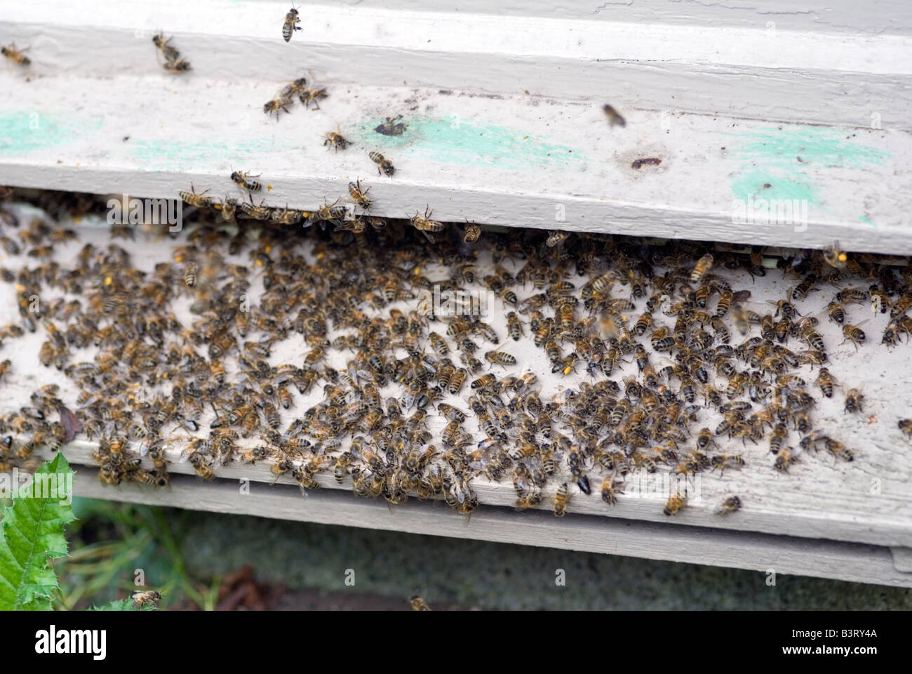 European honey bees hi-res stock photography and images - Alamy