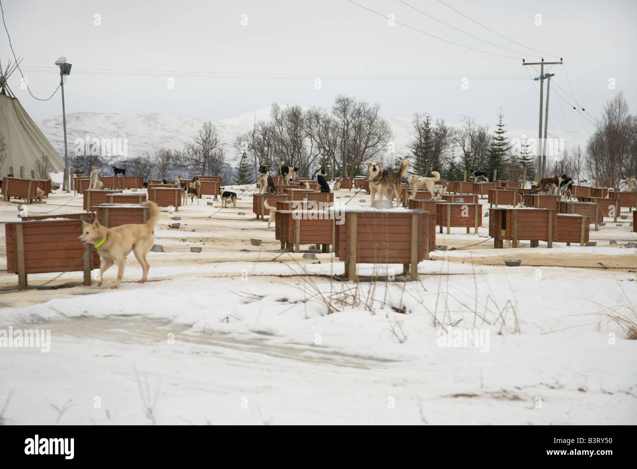 Tromso Tromsø Norway Dog sledding sledging with huskies husky dogs ...