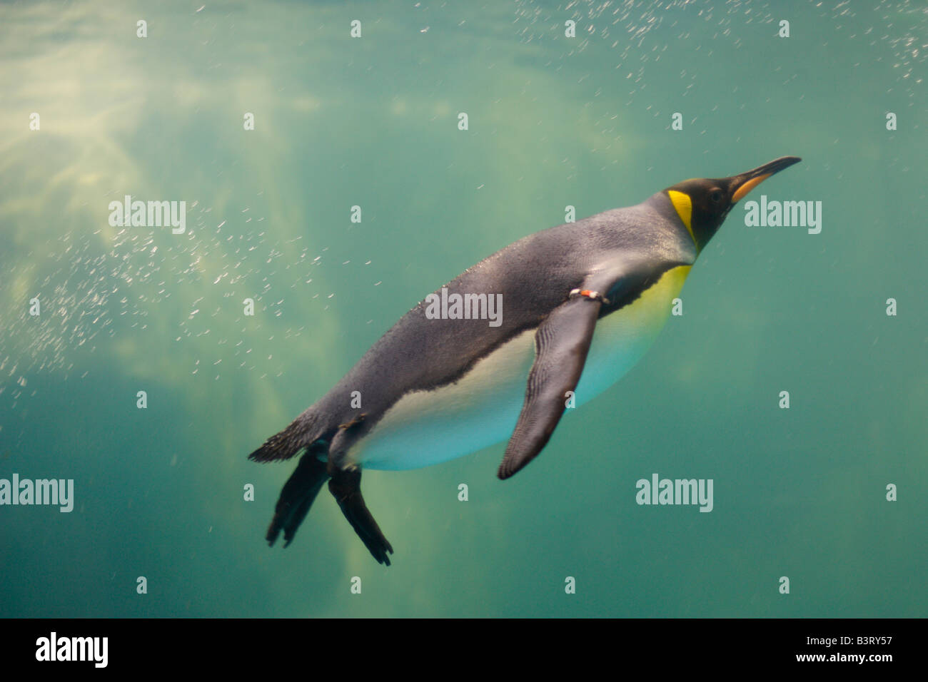 Emperor Penguin Swimming