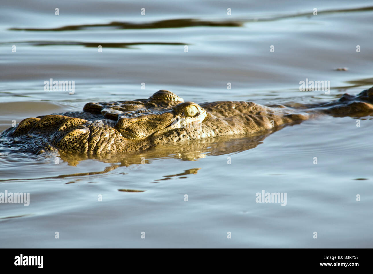 Crocodile in water Stock Photo - Alamy