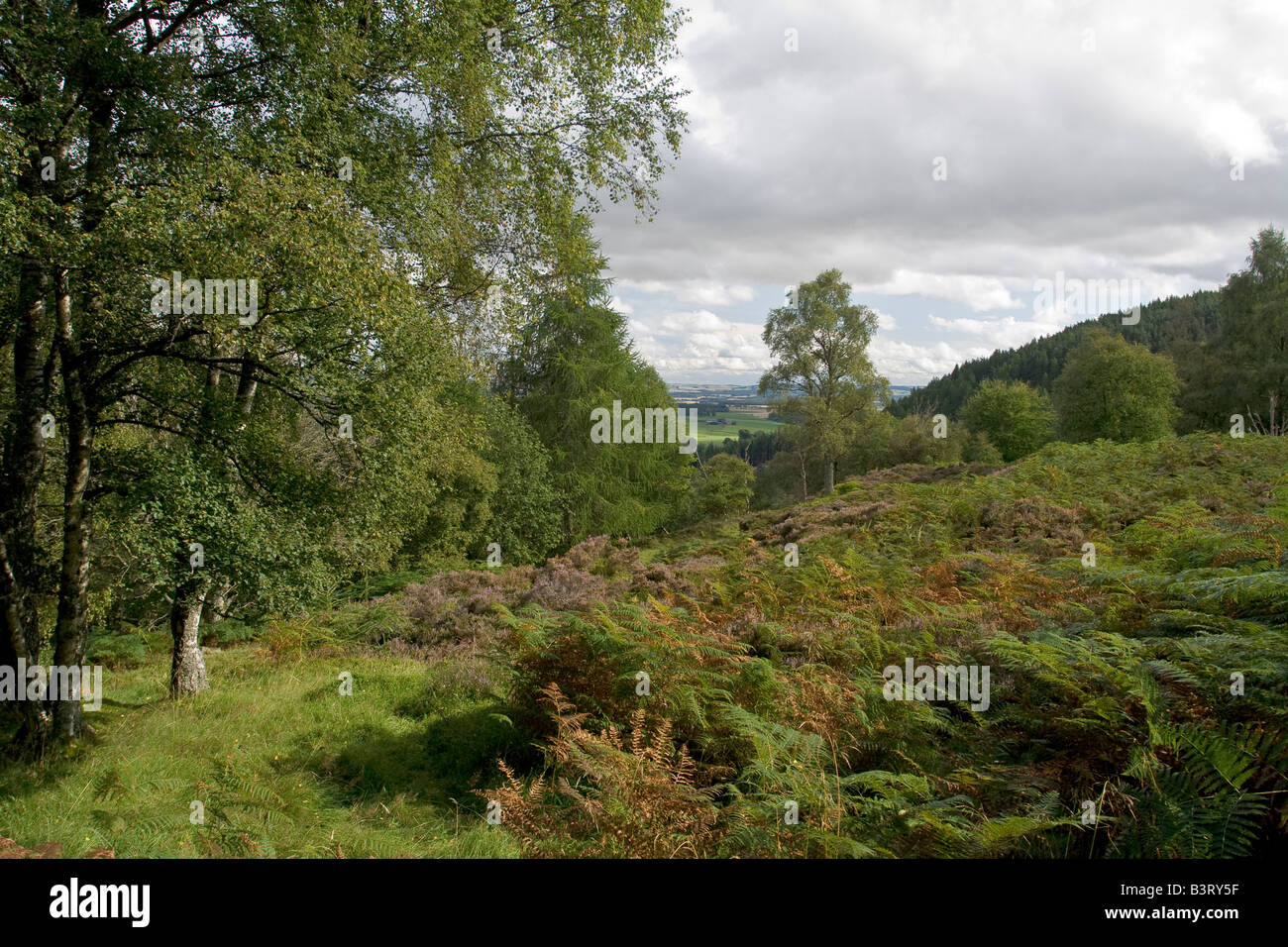 Birnam hi-res stock photography and images - Alamy