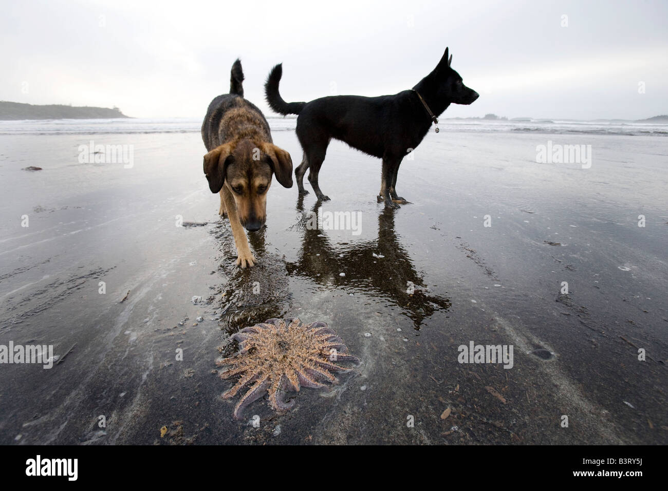 Dogs and starfish on beach Stock Photo - Alamy