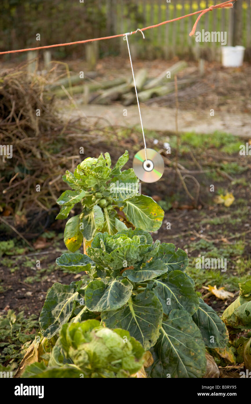 Helmsley North Yorkshire UK Allotment holder using cd dvd compact disk ...