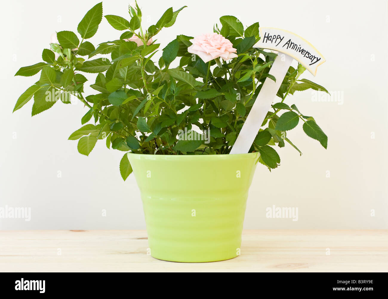 Happy Anniversary Patio rose present Stock Photo - Alamy