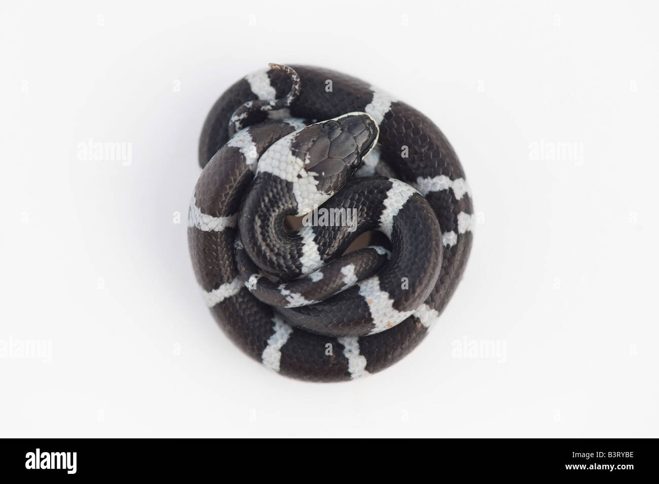 Indian wolf snake hi-res stock photography and images - Alamy
