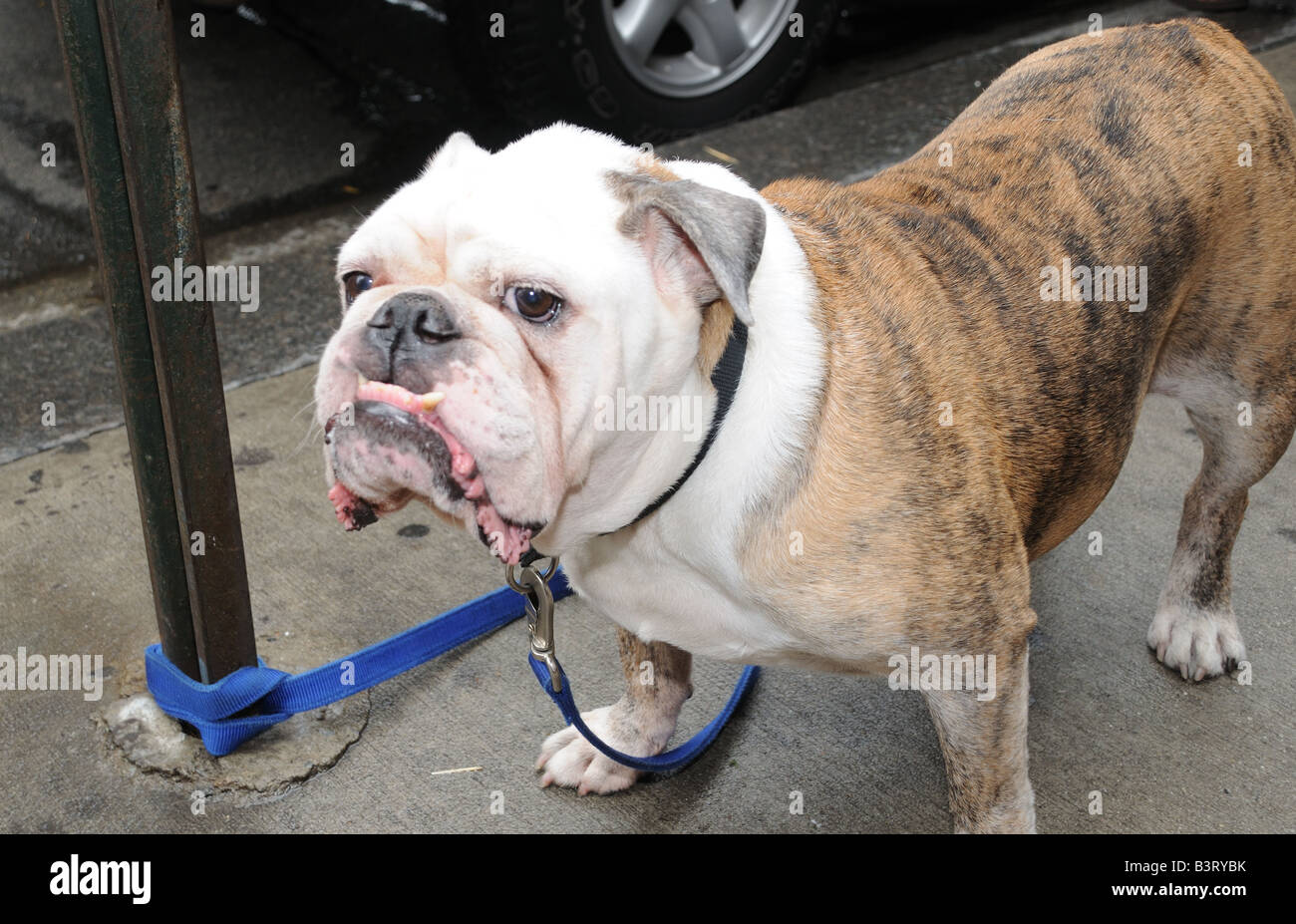 Are Bulldogs Deformed