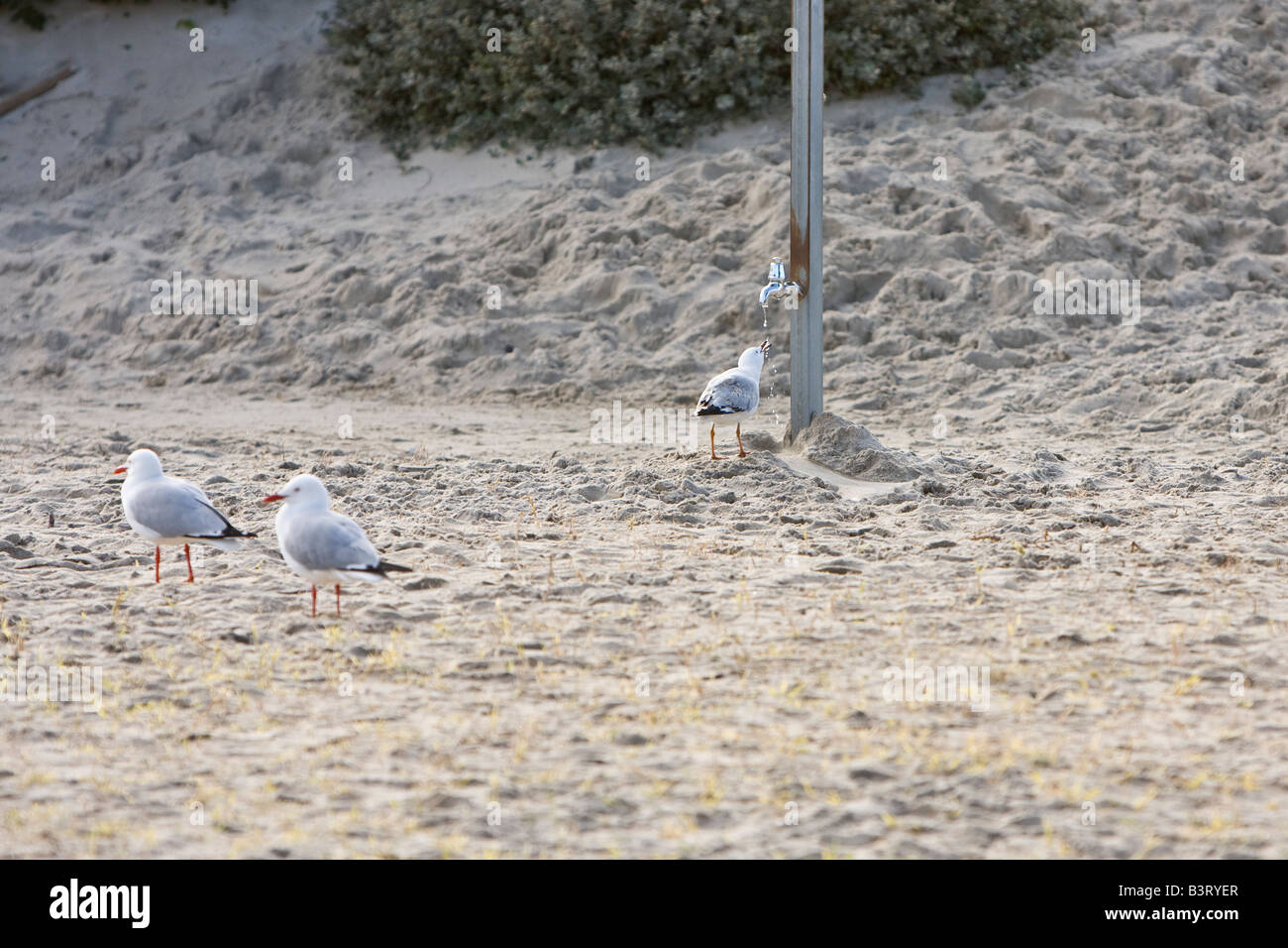 Seagulls drinking from a dripping tap at Tyrone foreshore Stock Photo ...