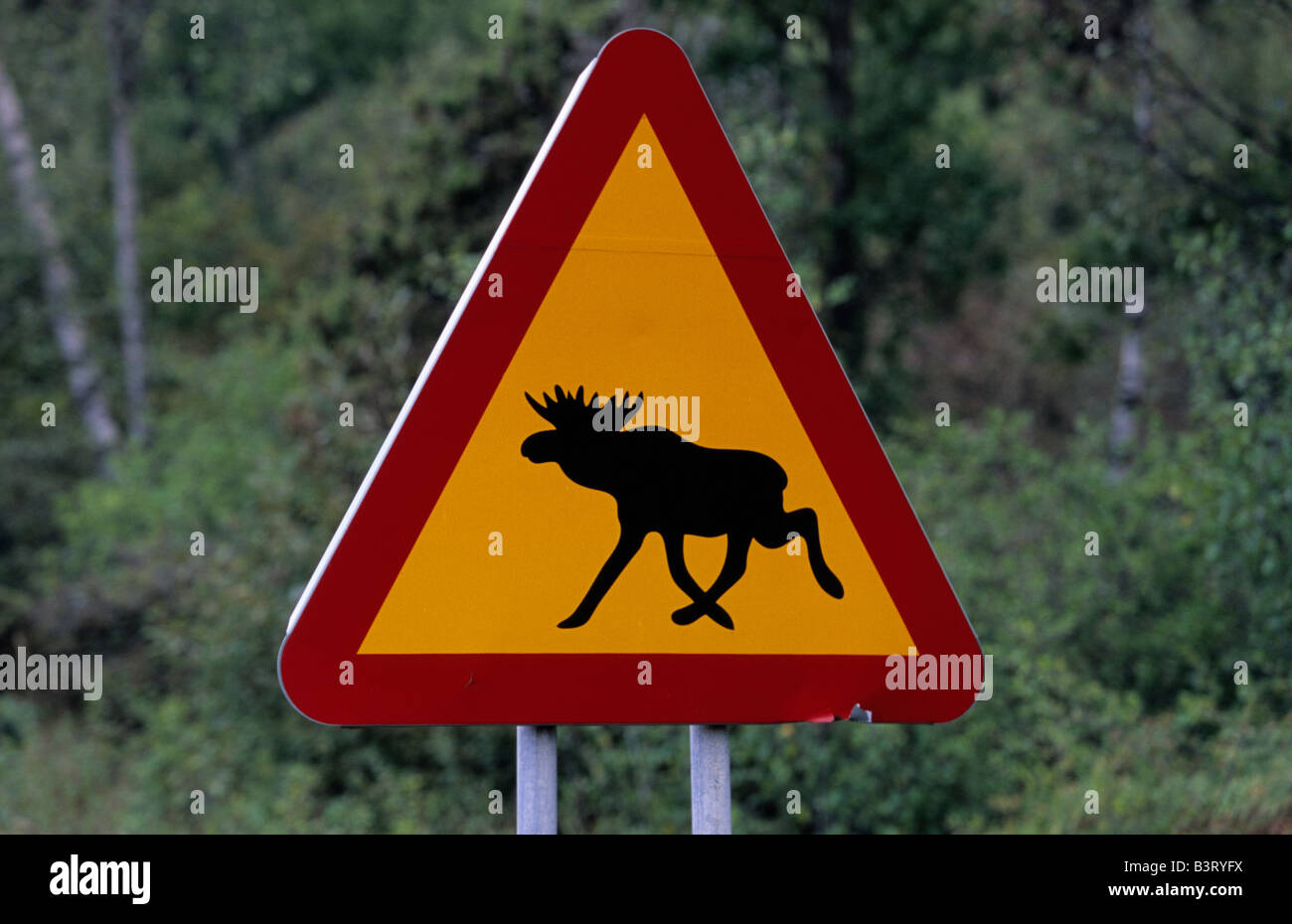 Swedish Moose Crossing Sign