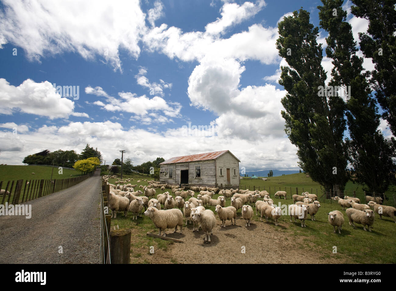 Sheep New Zealand Farmhouse Home Magazine Simon Devitt: Photographer