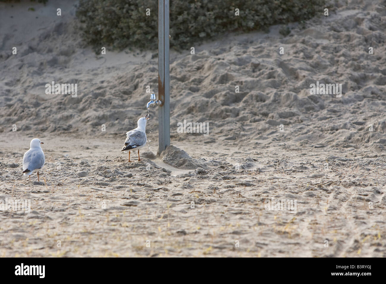 Bird drinking water from a tap hi-res stock photography and images - Alamy