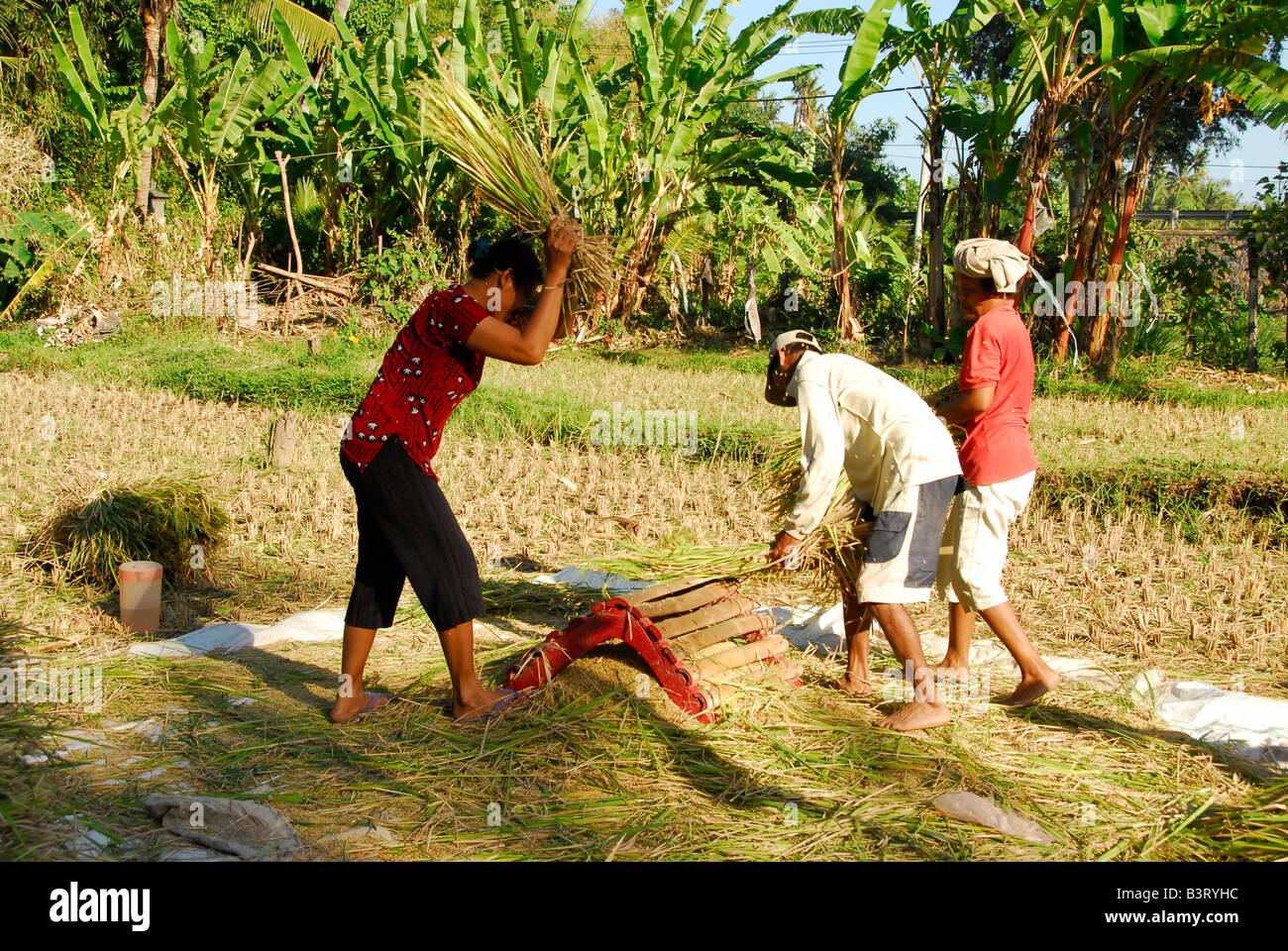 man thrashing rice , rice harvesting ,celukanbawang, north bali ...