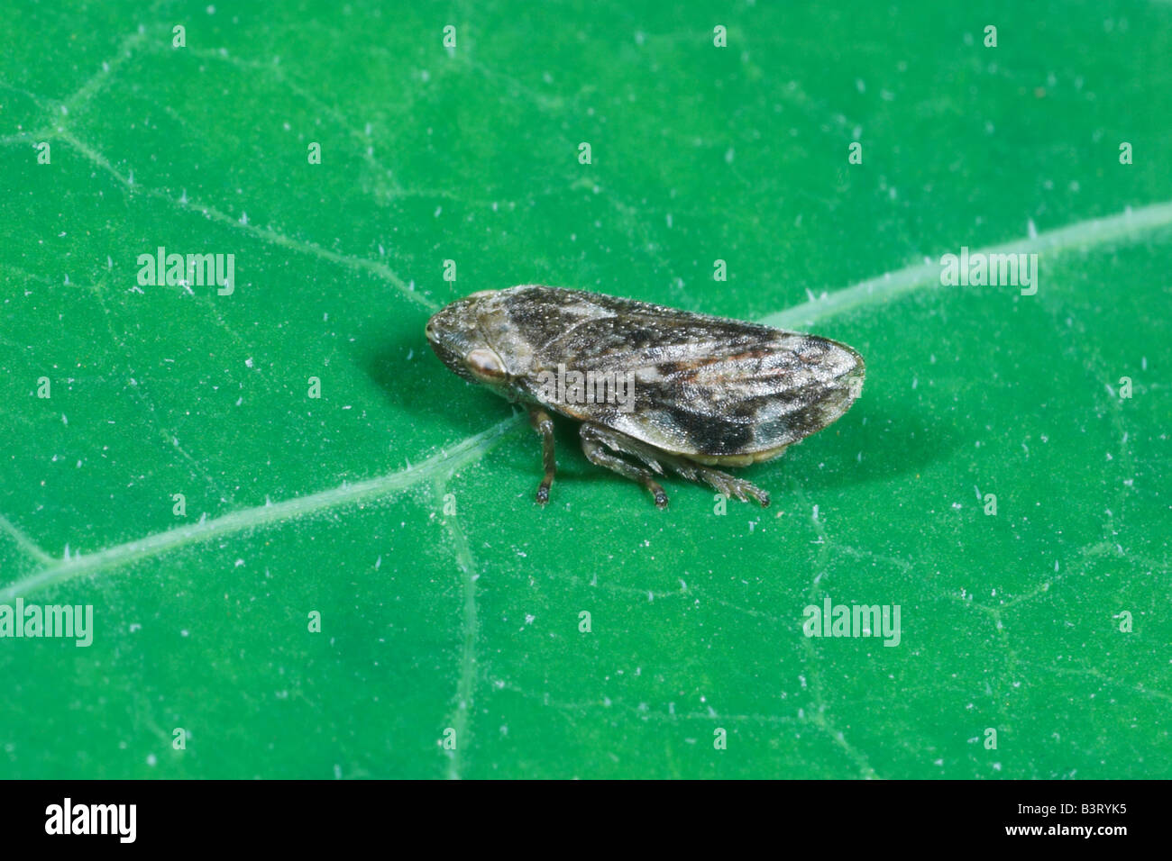 Frog hopper hi-res stock photography and images - Alamy