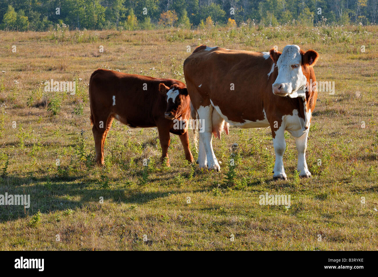 Beef cow and calf 5 Stock Photo - Alamy