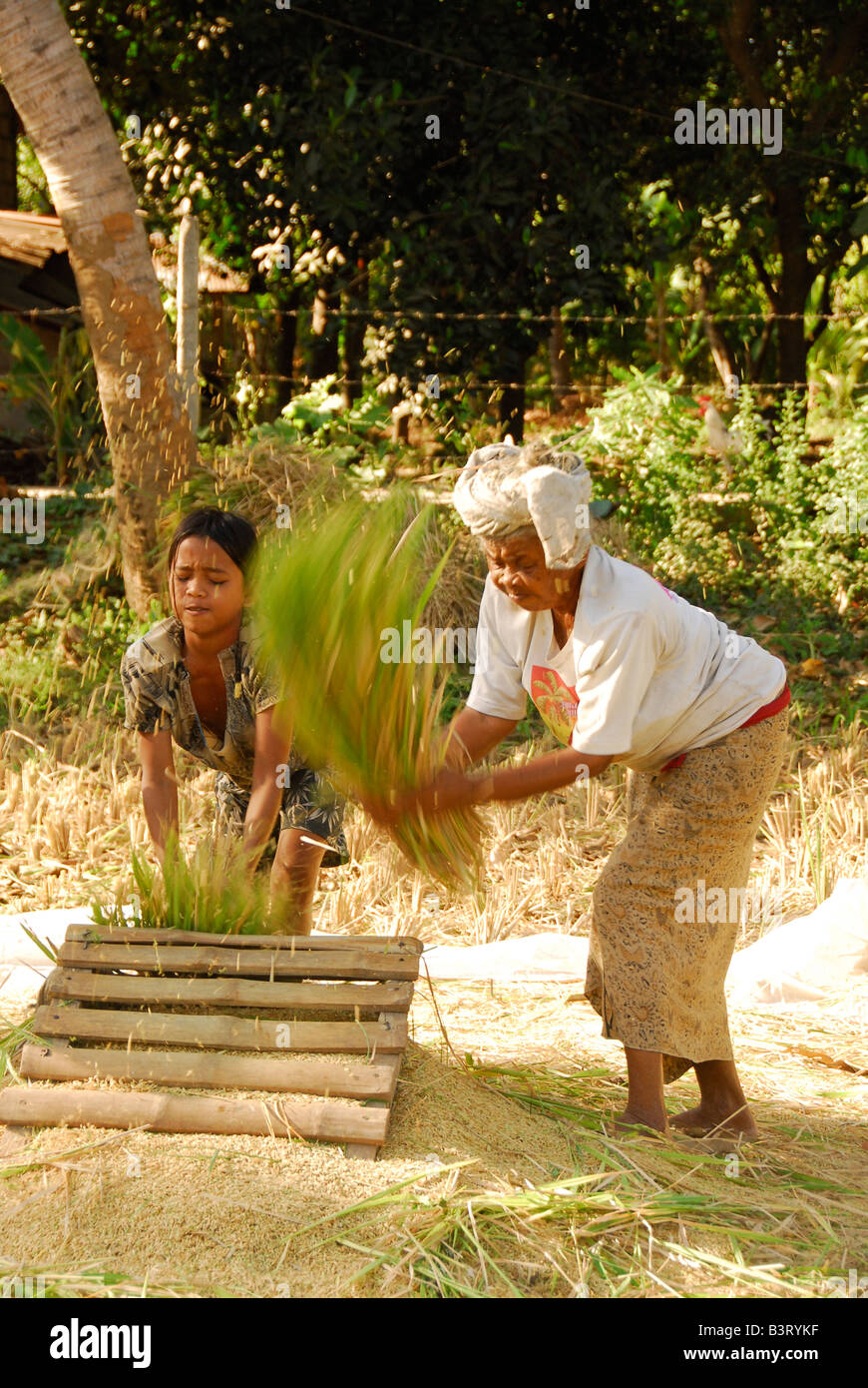 old lady thrashing rice , rice harvesting ,celukanbawang, north bali ...