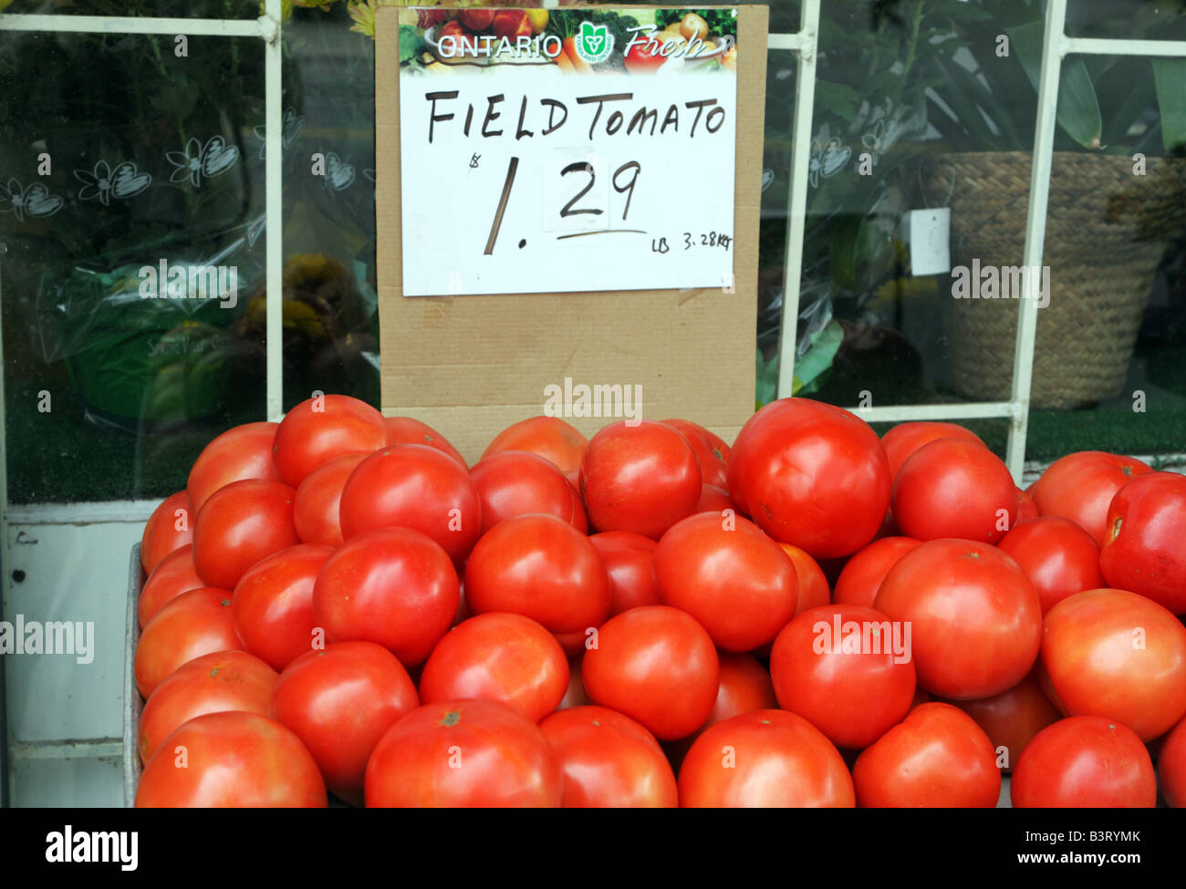 Tomato field canada hi-res stock photography and images - Alamy