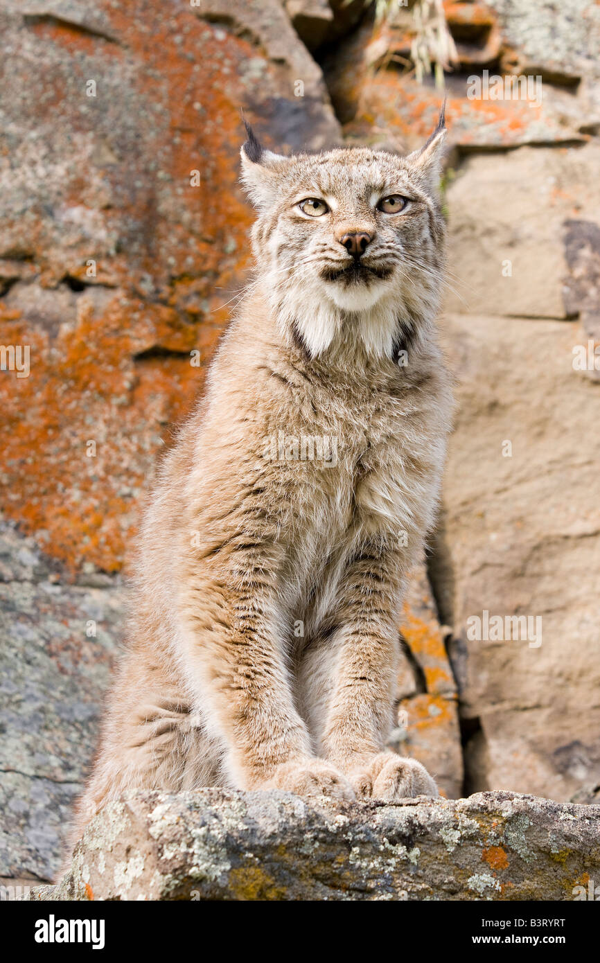 Canadian Lynx on a rocky ledge Stock Photo - Alamy