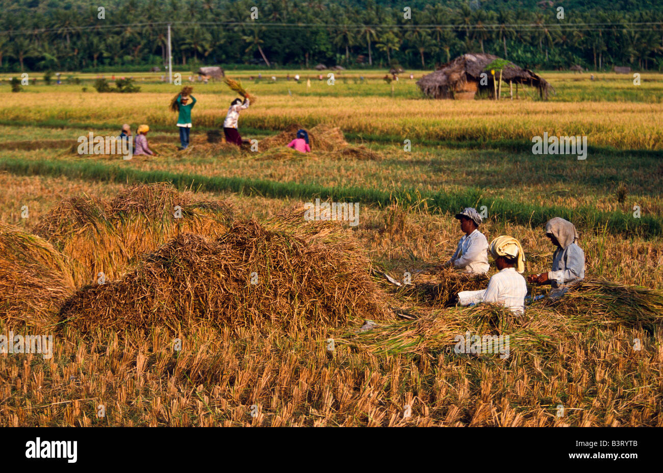 Harvesting rice, Bali, Indonesia Stock Photo - Alamy