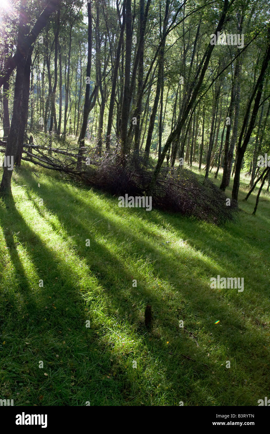 Light streaming through trees at sunset in a Scottish forest Stock ...