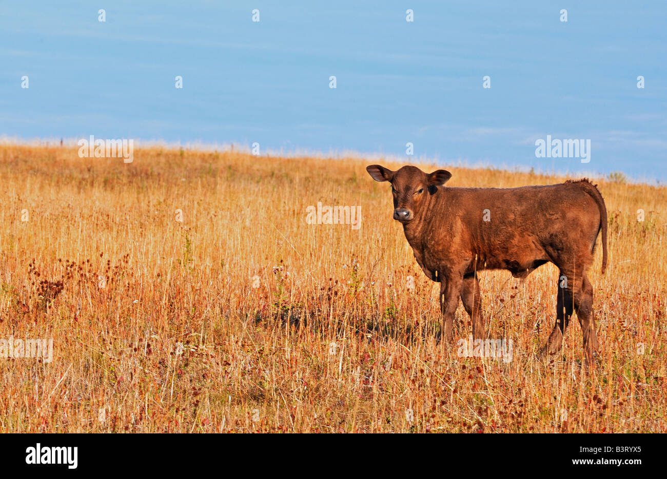 Animal bull hi-res stock photography and images - Alamy