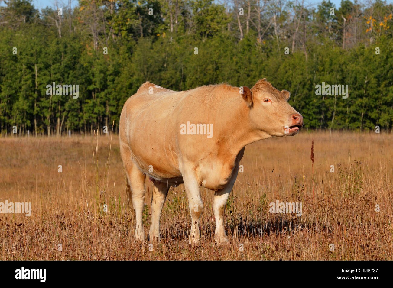 Beef cow 4 Stock Photo - Alamy