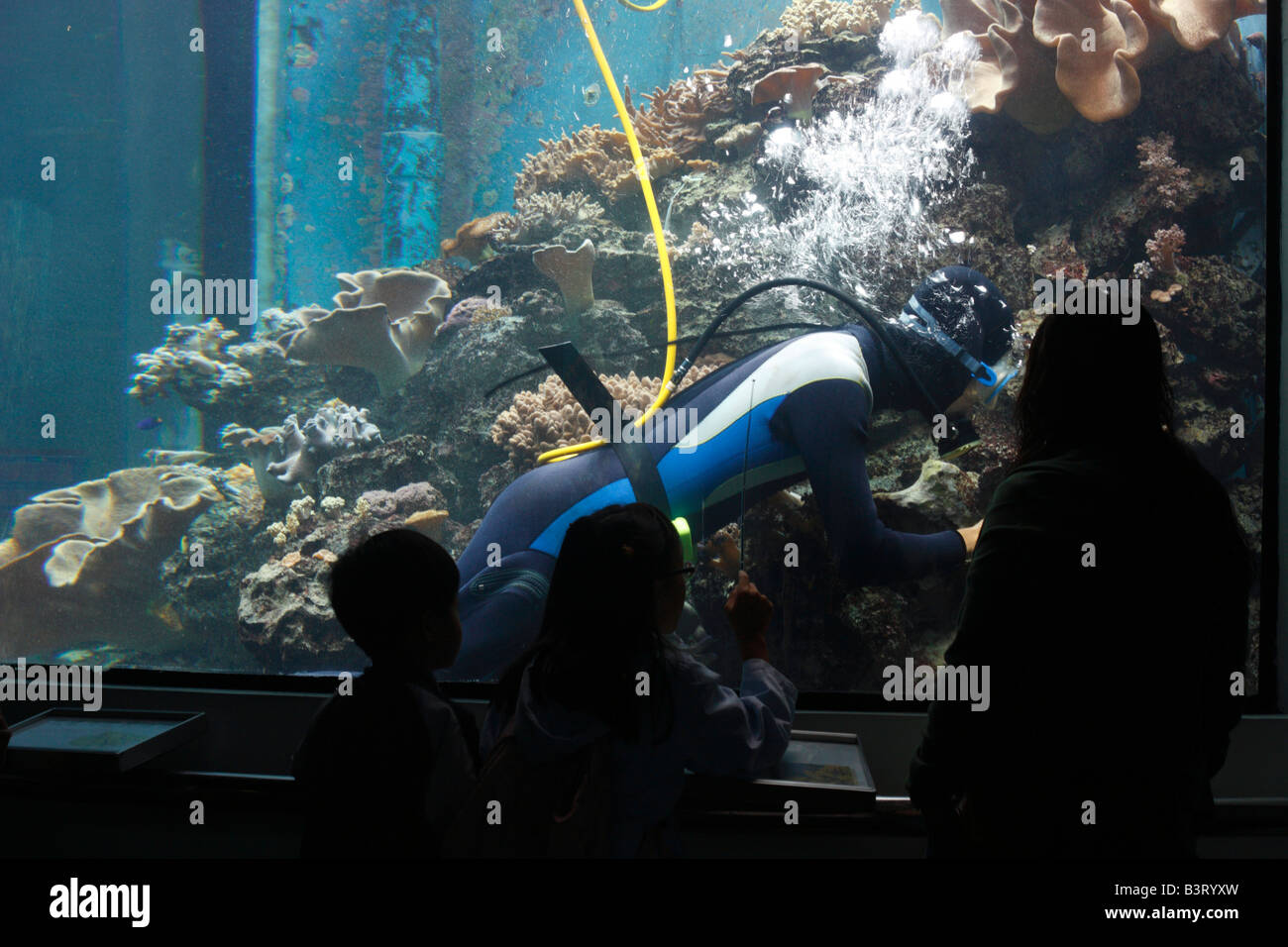 Scuba diver tends to a living coral exhibit. National Museum of Marine ...