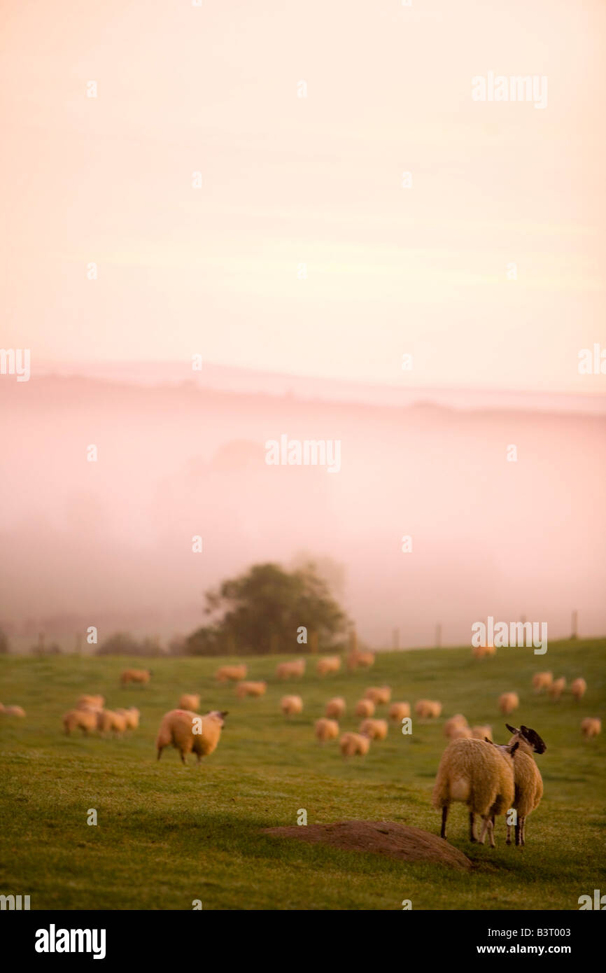 Sheep at sunrise Stock Photo - Alamy