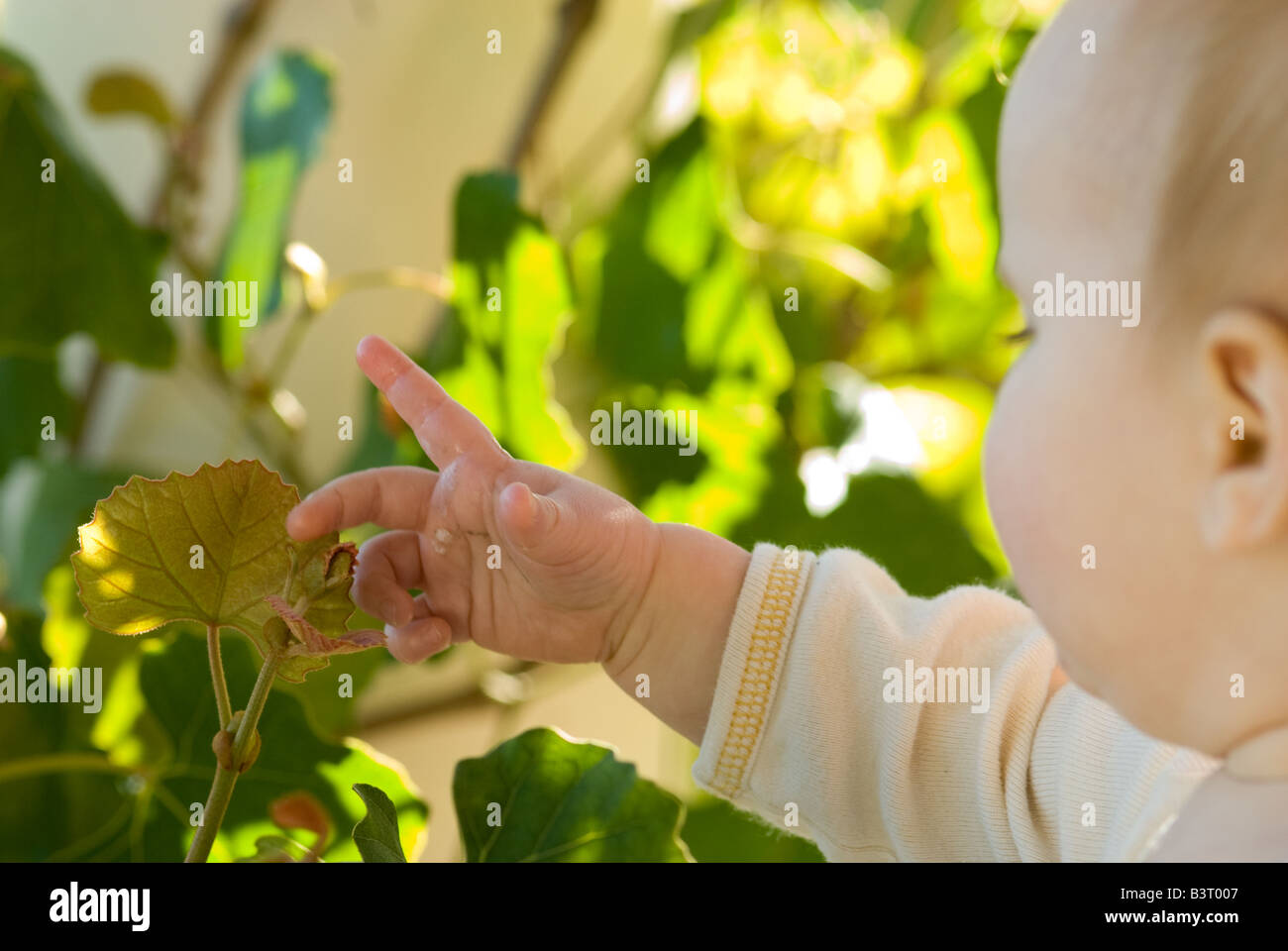 baby reaching for vine Stock Photo - Alamy