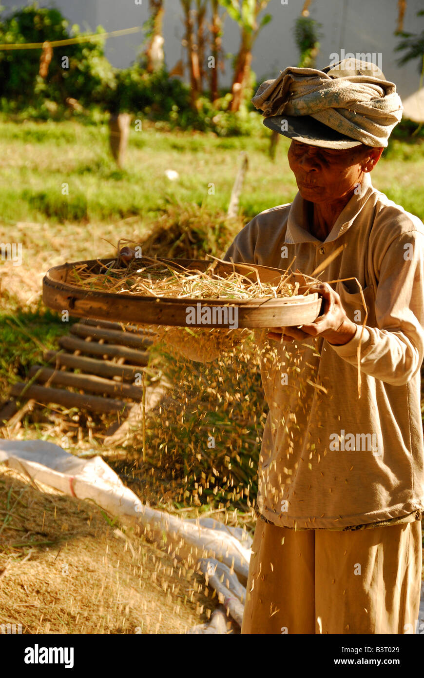 man thrashing rice , rice harvesting ,celukanbawang, north bali ...