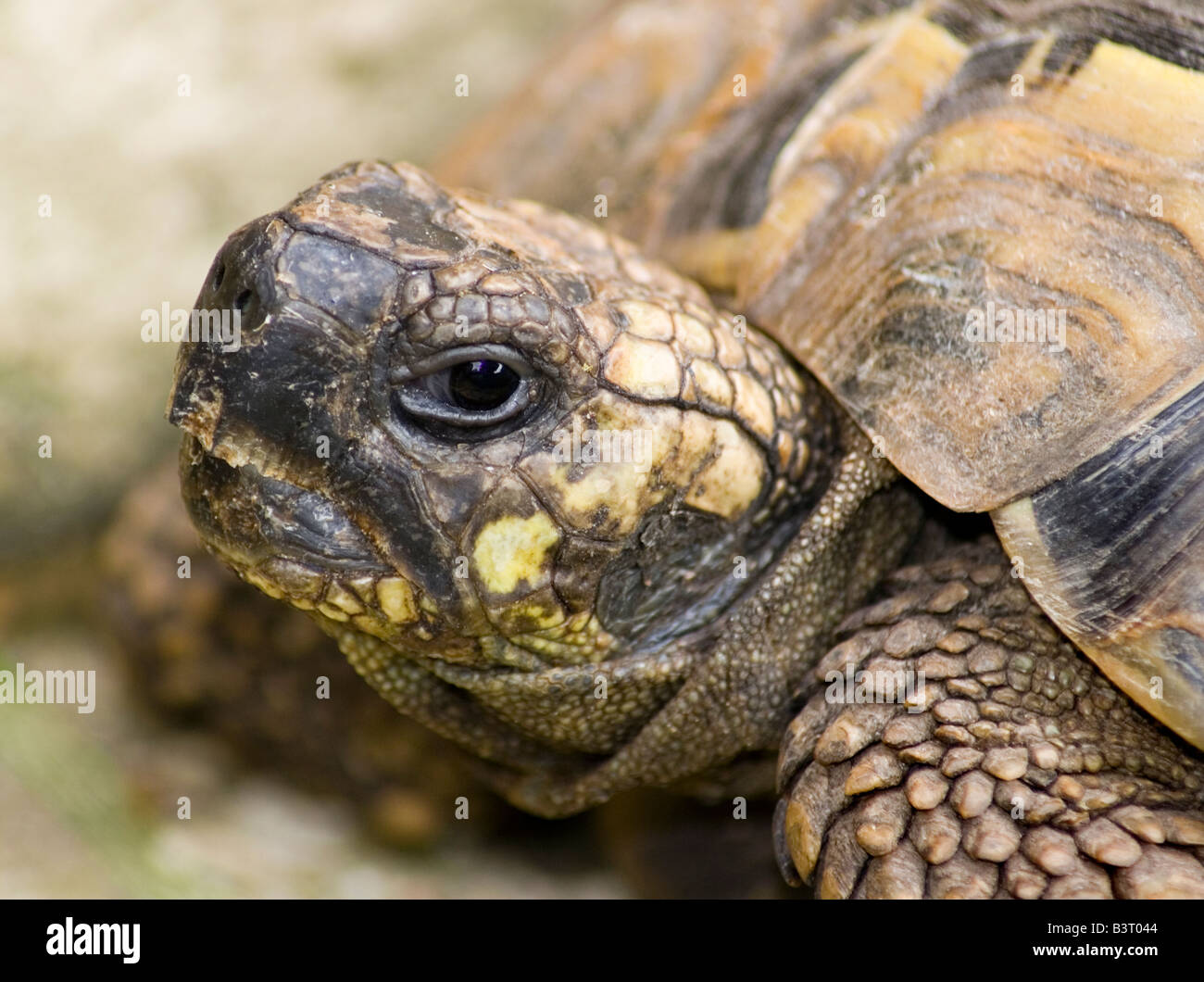Close-up of a Tortoise Stock Photo - Alamy