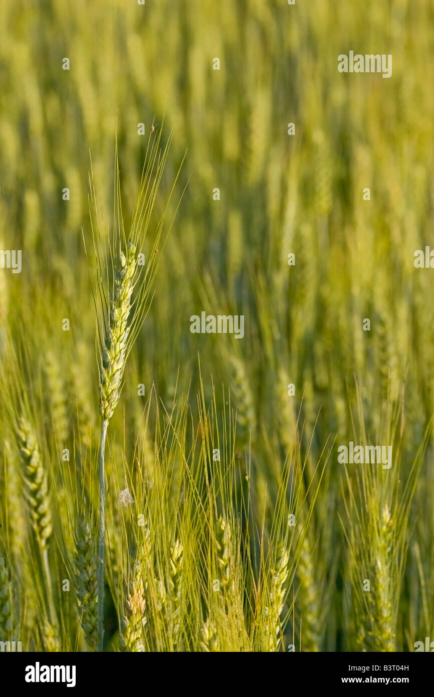 Wheat field in the early morning Stock Photo - Alamy