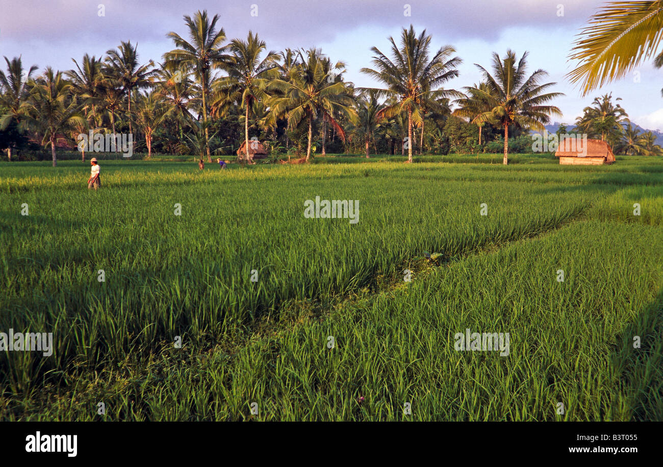 Rice padi farmers, Bali Indonesia Stock Photo - Alamy