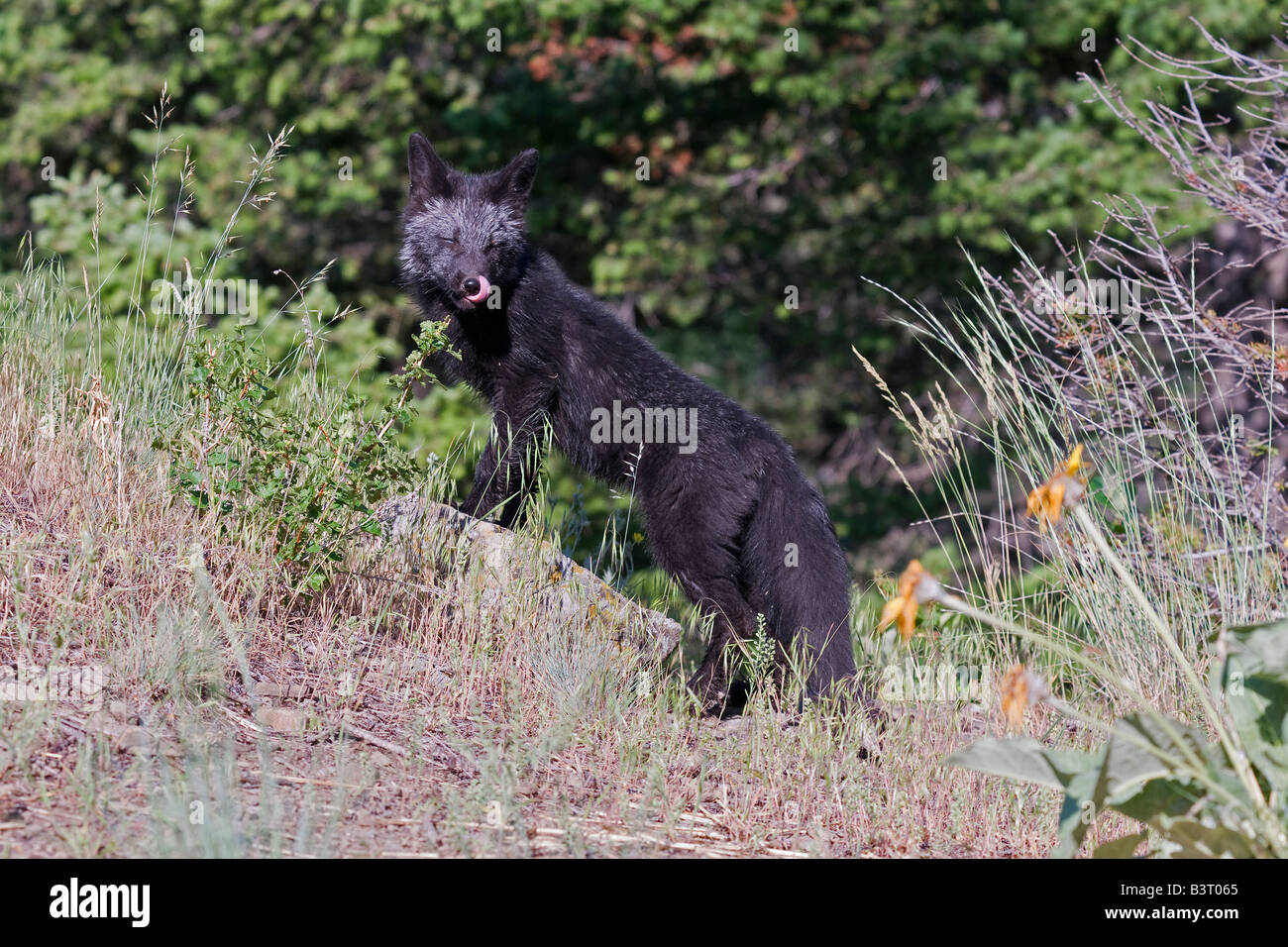 Cross fox kit in a mountain meadow Stock Photo - Alamy