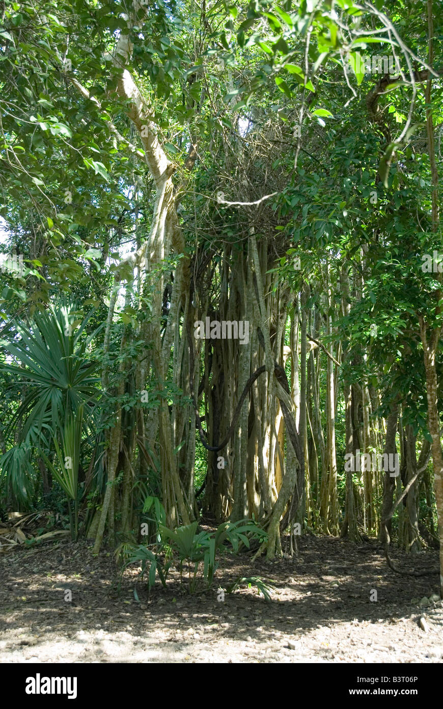 Trailing Liana or Tree Roots Swamp a Rainforest Tree Coba National Park ...