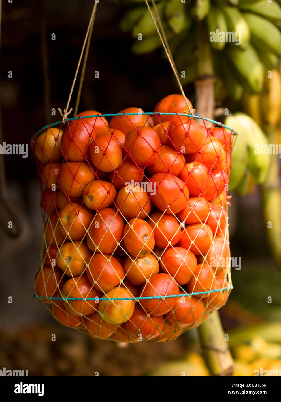 Indian cherry in kerala hi-res stock photography and images - Alamy