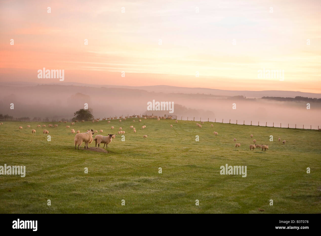 flock of sheep at sunrise Stock Photo - Alamy