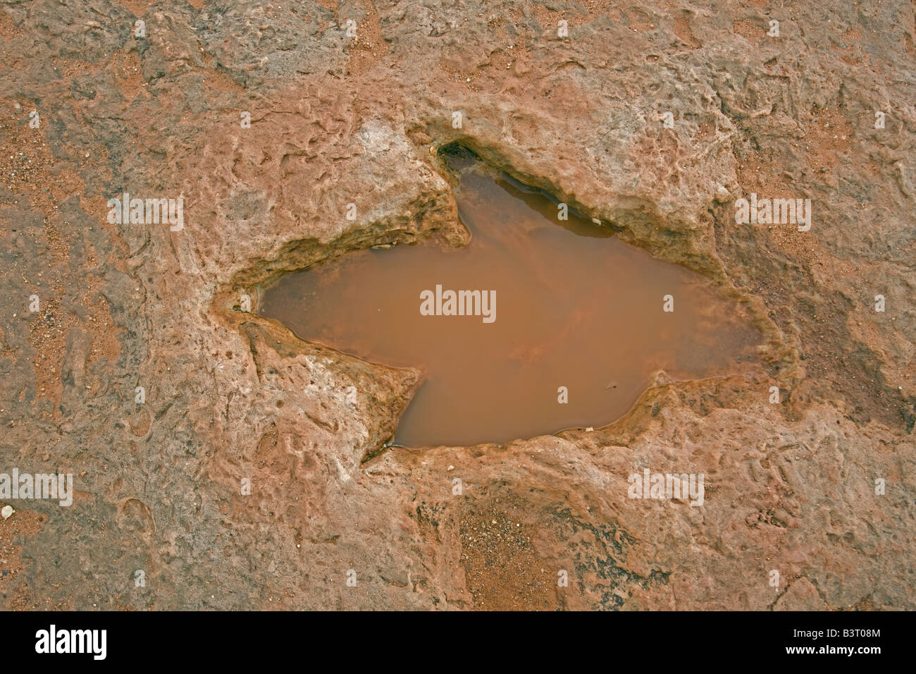 Fossil Dinosaur Footprint - Theropod - Early Jurassic - Arizona - USA ...