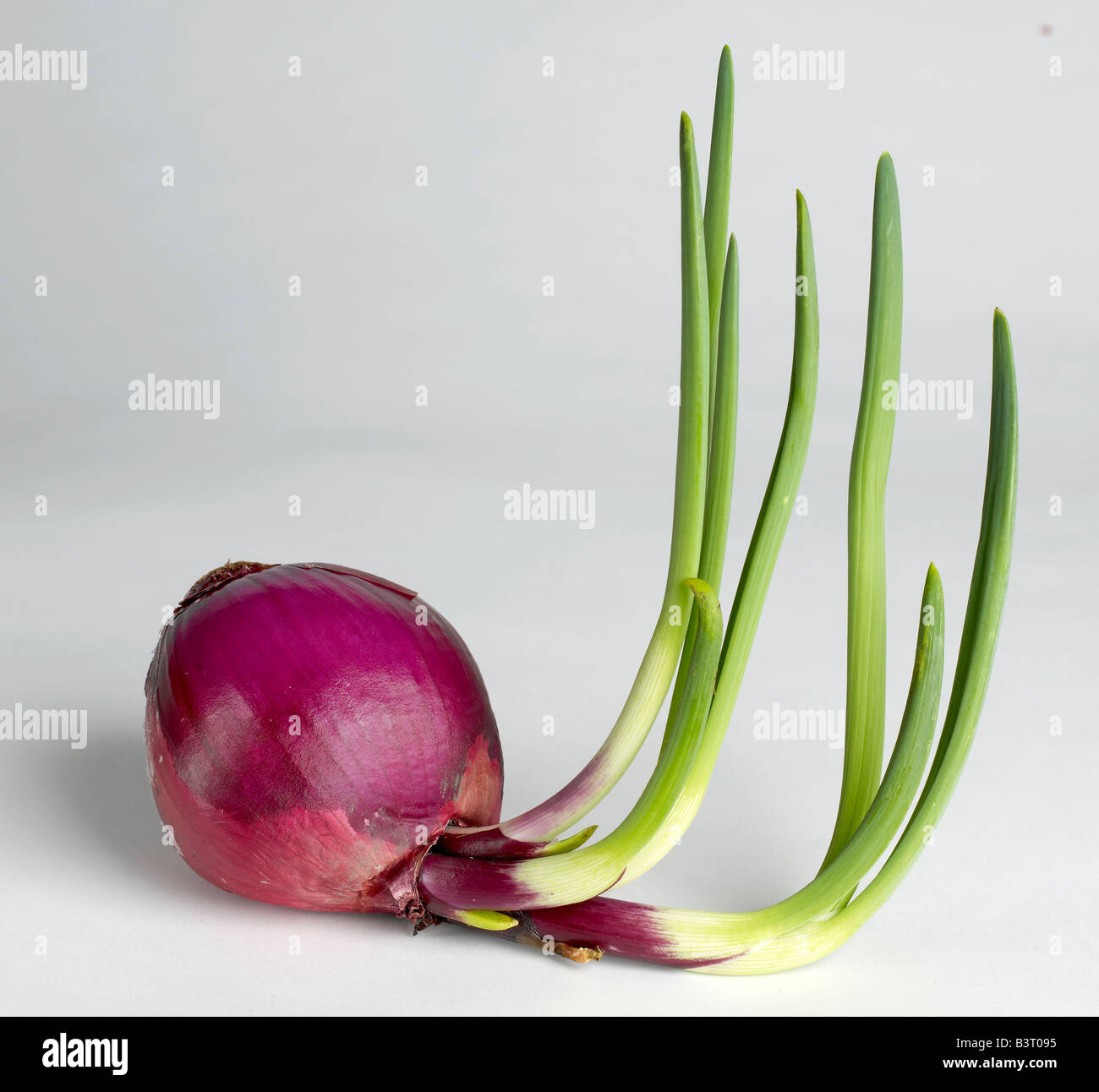 Onion symbol hi-res stock photography and images - Alamy