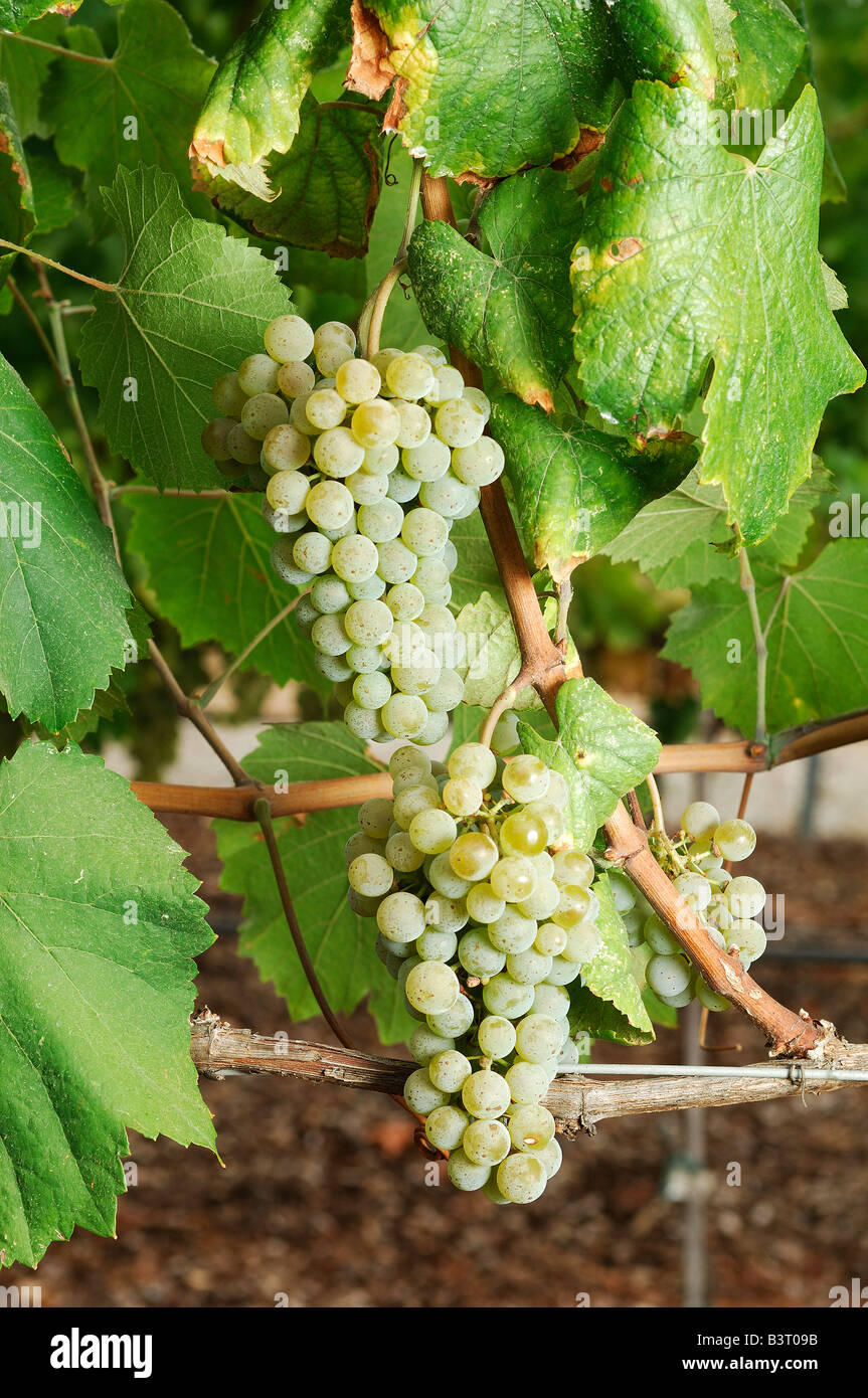 Alvarinho hi-res stock photography and images - Alamy