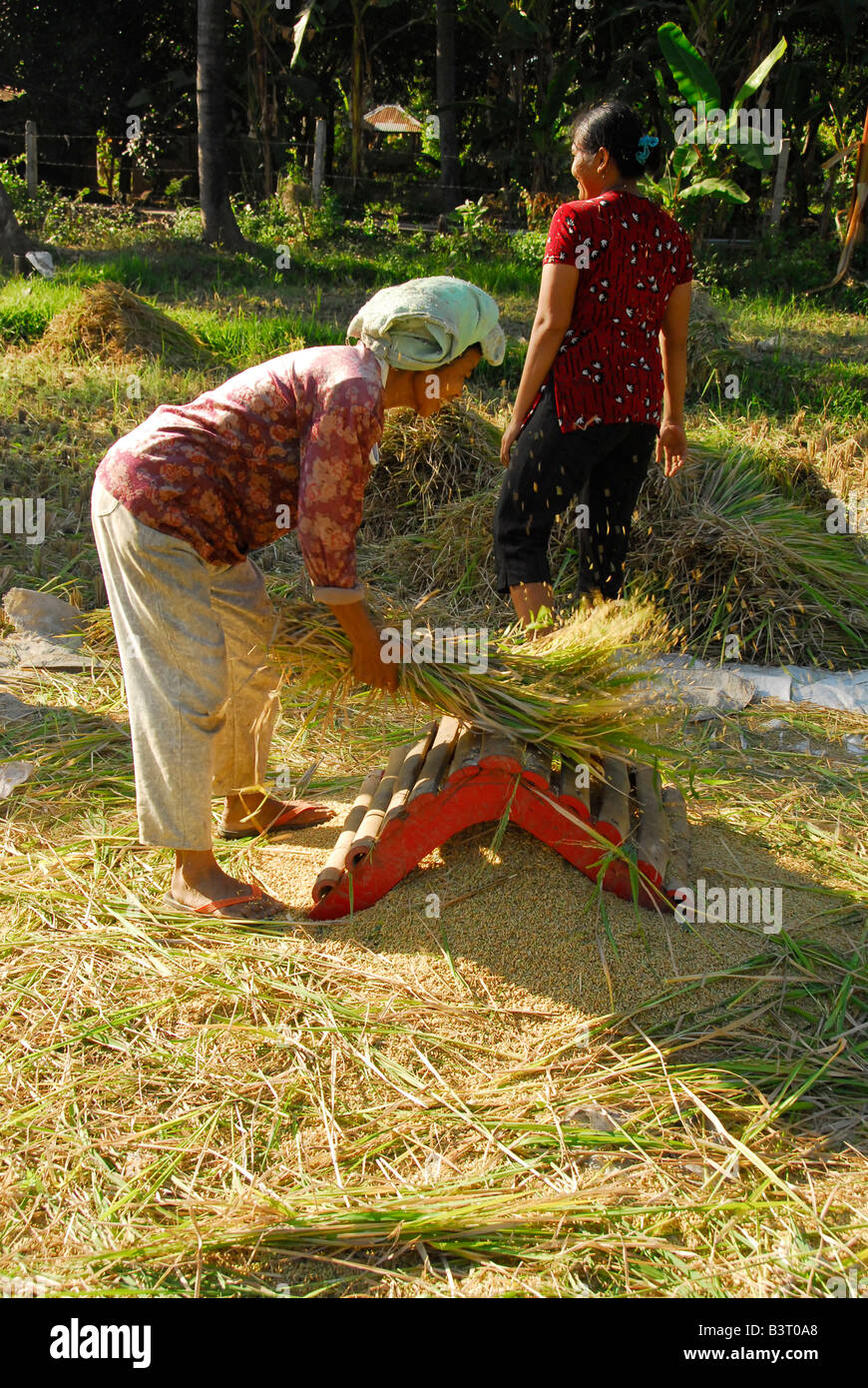 thrashing rice , rice harvesting ,celukanbawang, north bali , indonesia ...