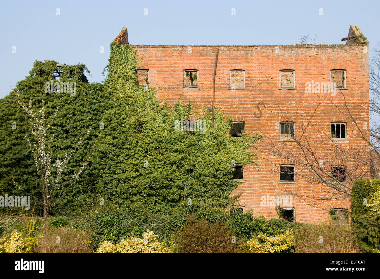 Green Ivy Climbs Façade of Old Red Brick Ruined Building Osney Lock ...
