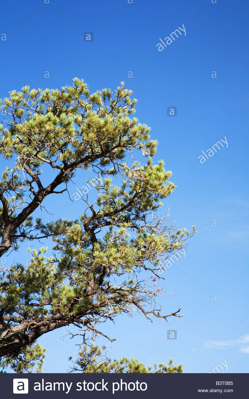 Pinon Pinyon Tree High Resolution Stock Photography and Images - Alamy