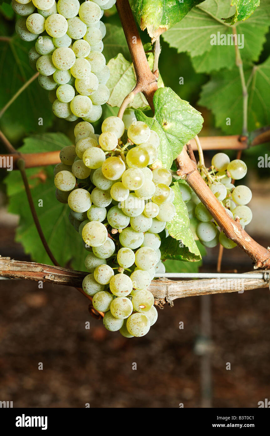 Wine alvarinho hi-res stock photography and images - Alamy